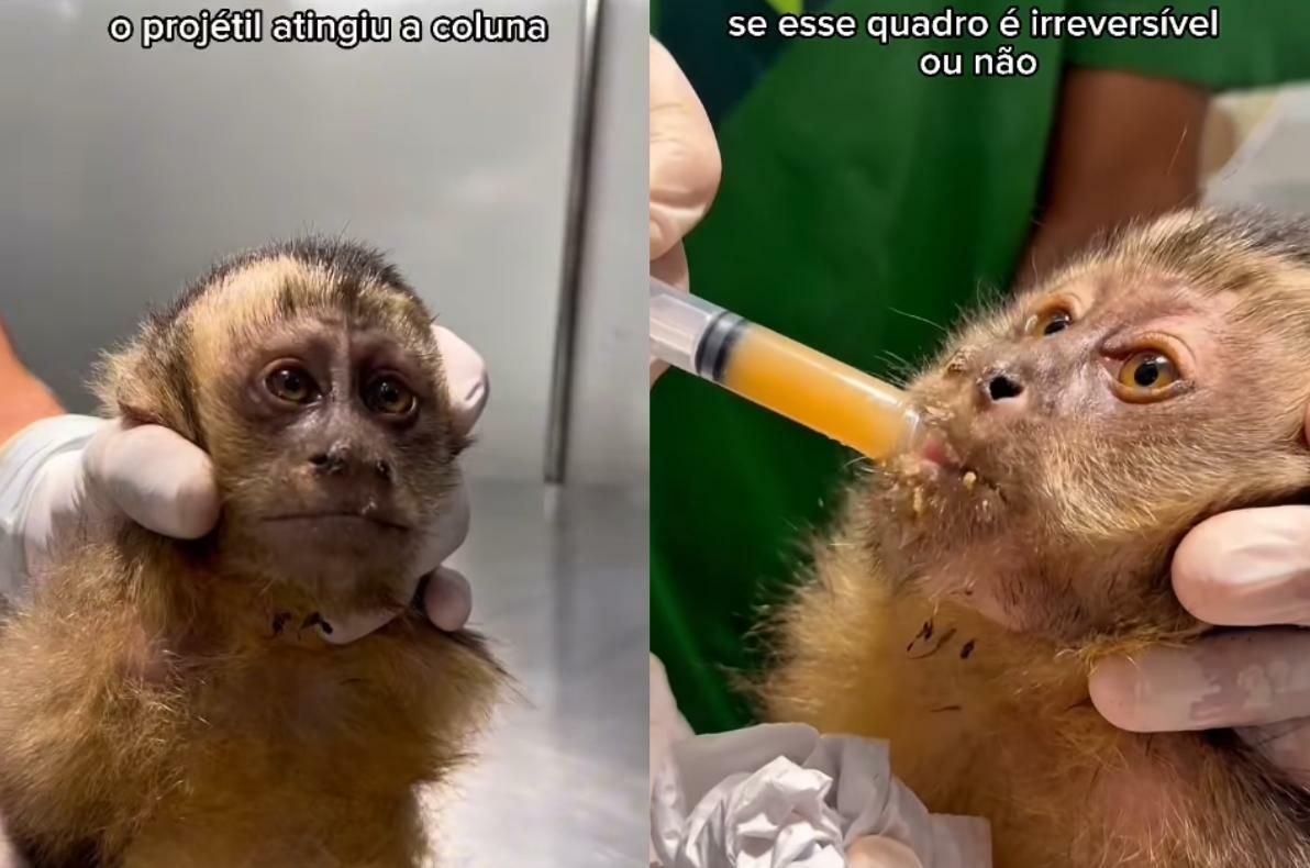 VÍDEO: macaco-prego é atingido por tiro no Rio de Janeiro e fica sem ...