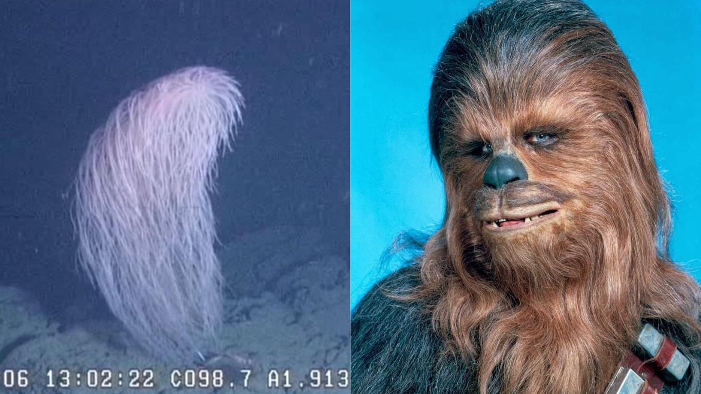 Coral recém-descoberto é batizado de 'Chewbacca', em homenagem ao ...