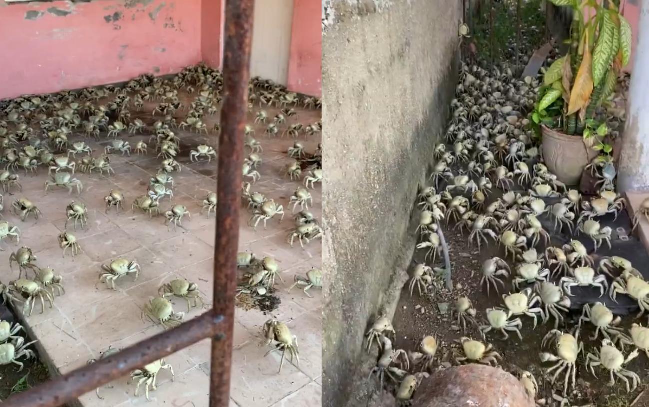 VÍDEO: casa é invadida por dezenas de caranguejos após ficar no caminho ...