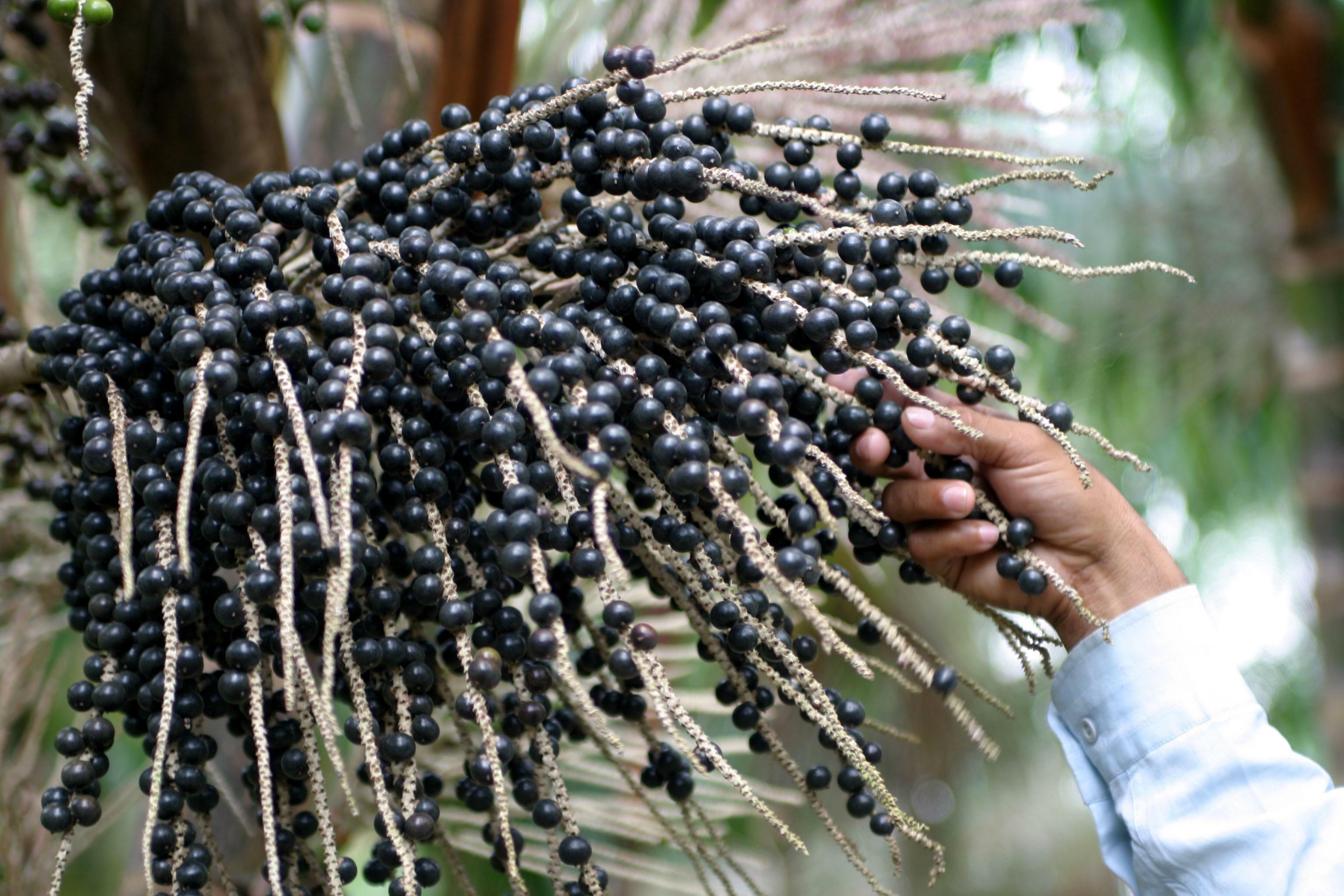 Dia do açaí marca a cultura alimentar amazônica | Sebrae | O Liberal