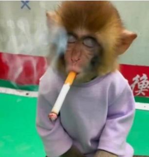 VÍDEO: Zoológico exibe macaco fumando em campanha de tabagismo | Mundo ...