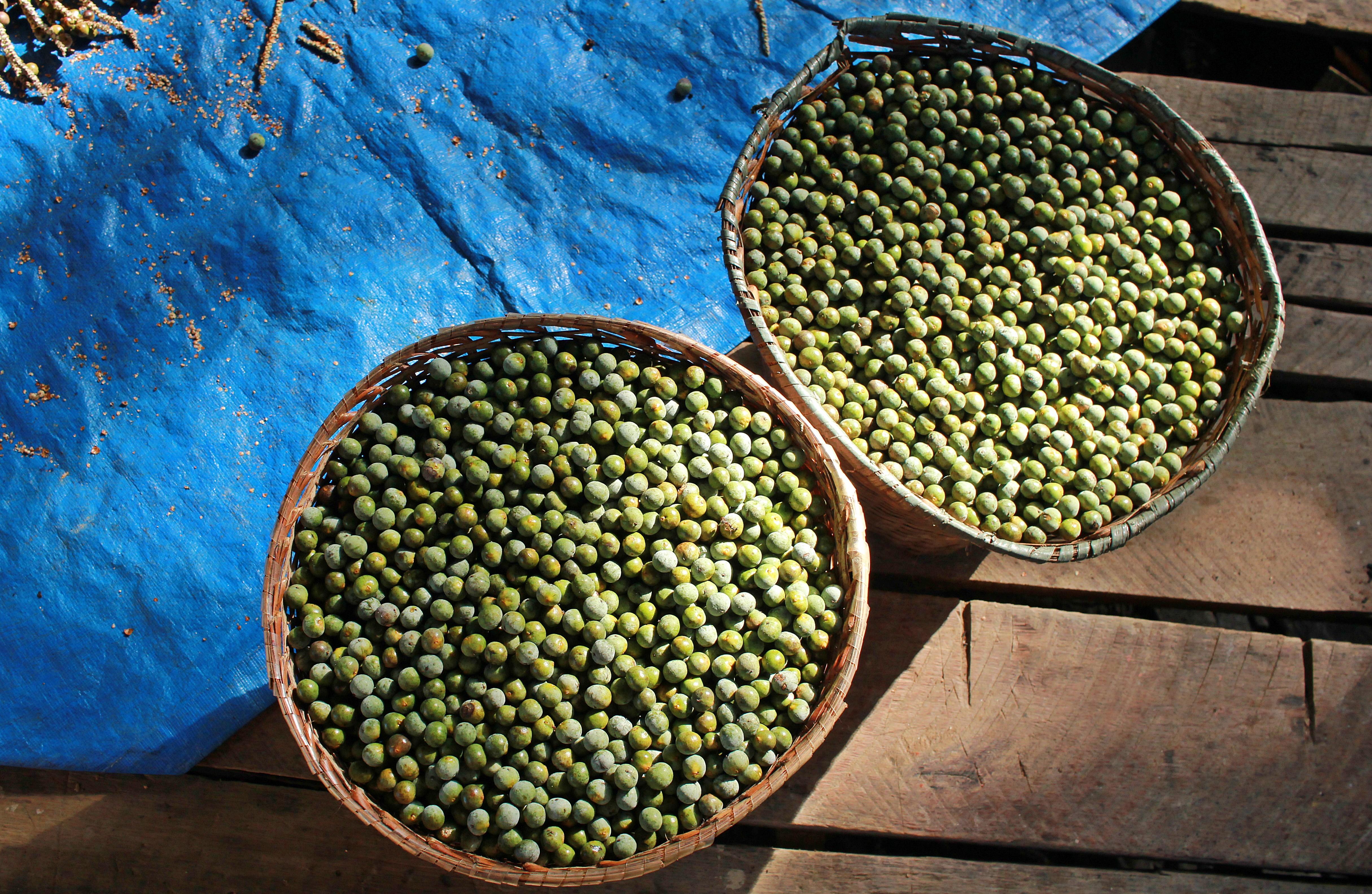 Produção de açaí branco, no Pará, registra crescimento de 6% e é alvo ...