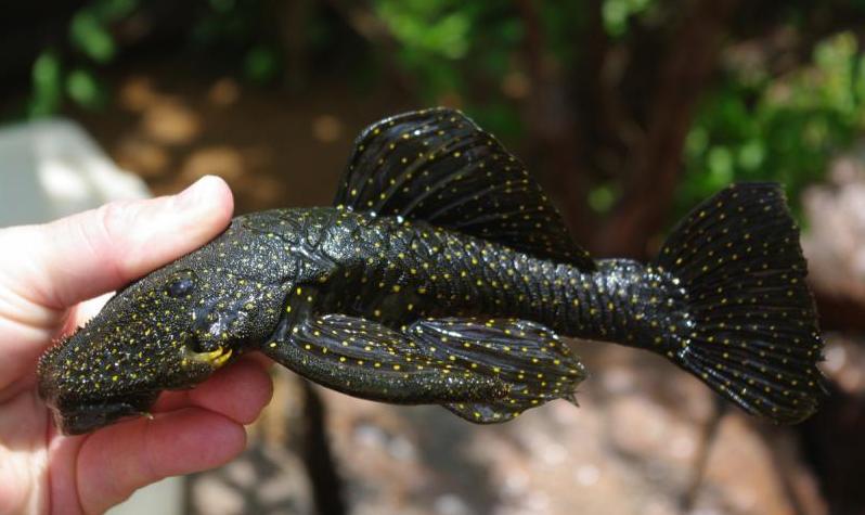 Conheça a espécie de bagre descoberta no Brasil com nome de herói ...