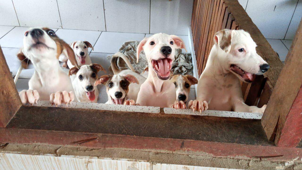 Pará tem 30 mil animais de ruas; saiba como fazer uma adoção ...