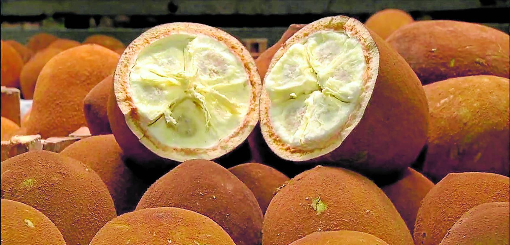 Cupuaçu: o que é, benefícios e como comer | Receita | O Liberal