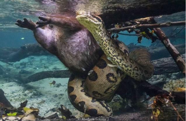 Sucuri gigante é flagrada comendo capivara em rio de água cristalina ...