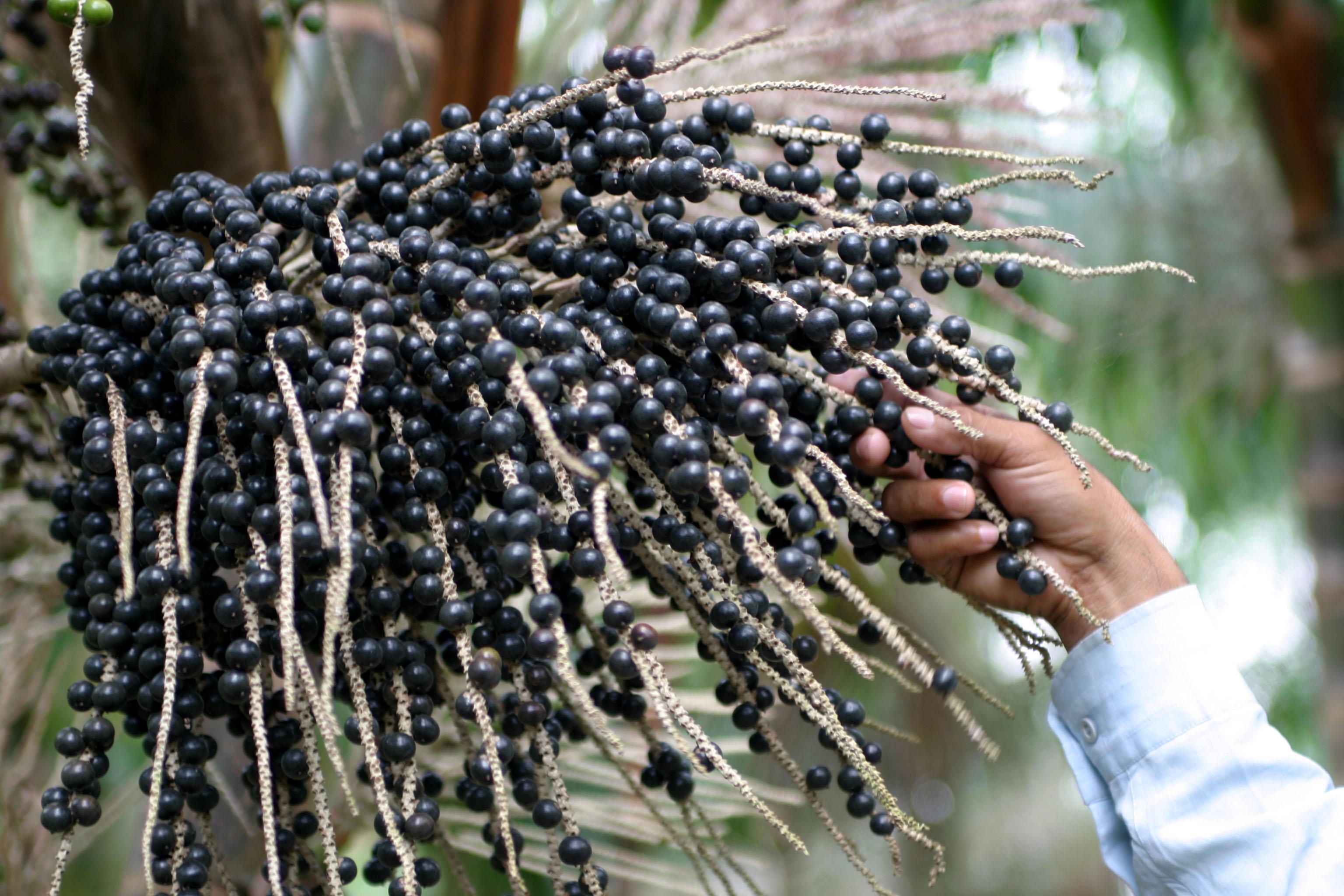 Açaí é eleito uma das melhores frutas do mundo; confira o ranking ...
