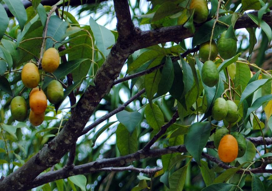 Taperebá: o que é, benefícios e como comer | Receita | O Liberal