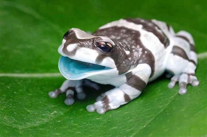 Perereca da Amazônia que tem interior da boca azul é procurada como pet ...