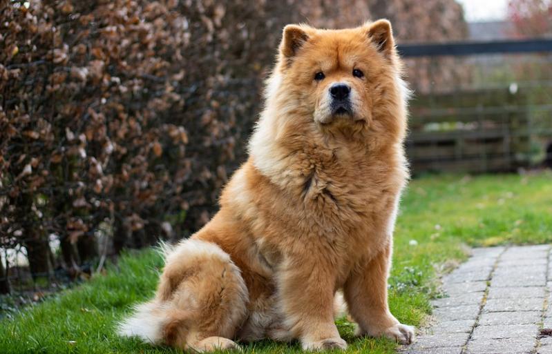 Chow-chow: características, cuidados e curiosidades do cachorro | Pet ...
