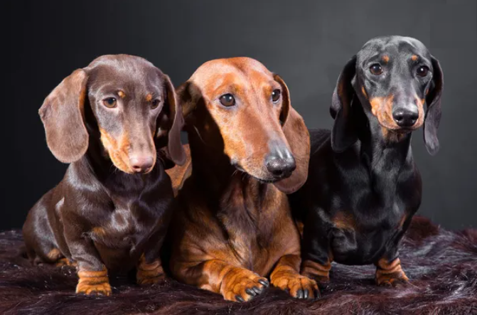 Dachshund (Cão salsicha): características, cuidados e curiosidades do ...