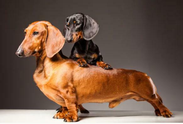 O Que Significa Dachshund Veja As Principais Características Do