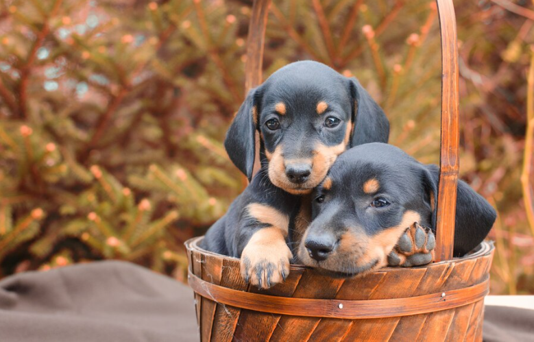 Dachshund (Cão salsicha): características, cuidados e curiosidades do ...