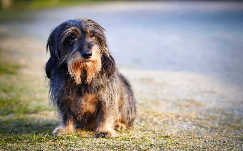 Dachshund (Cão salsicha): características, cuidados e curiosidades do ...