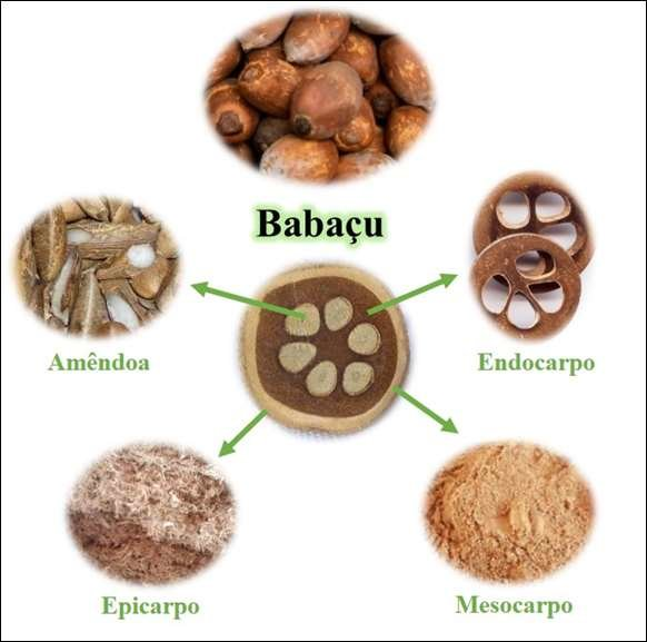 Babaçu O Que é Benefícios E Como Comer Receita O Liberal