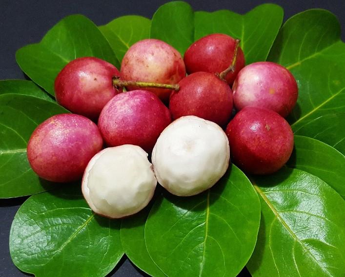 Ajurú: o que é, benefícios e como comer | Receita | O Liberal