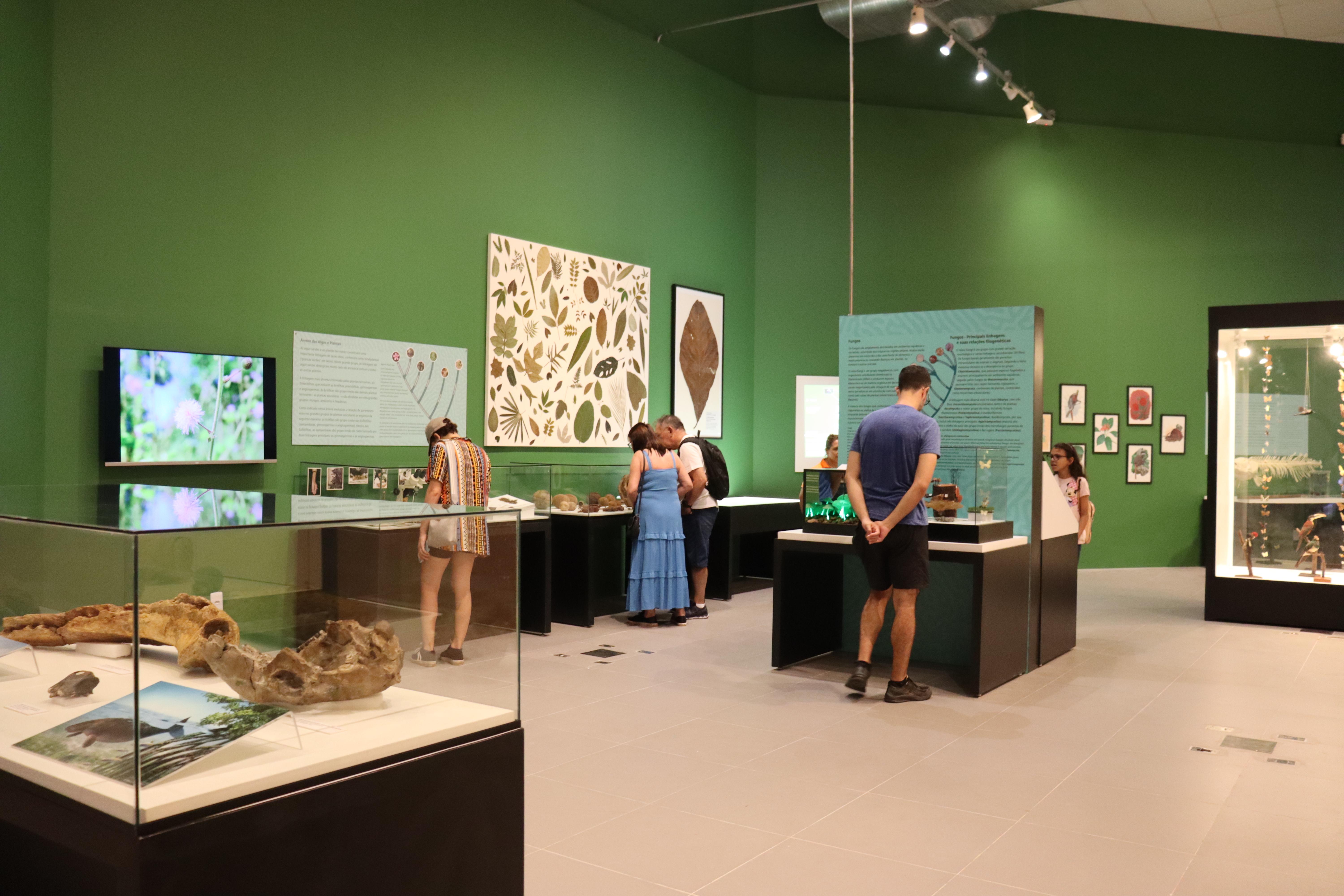 Museu Goeldi inaugura exposição 'Diversidades Amazônicas', com fósseis ...