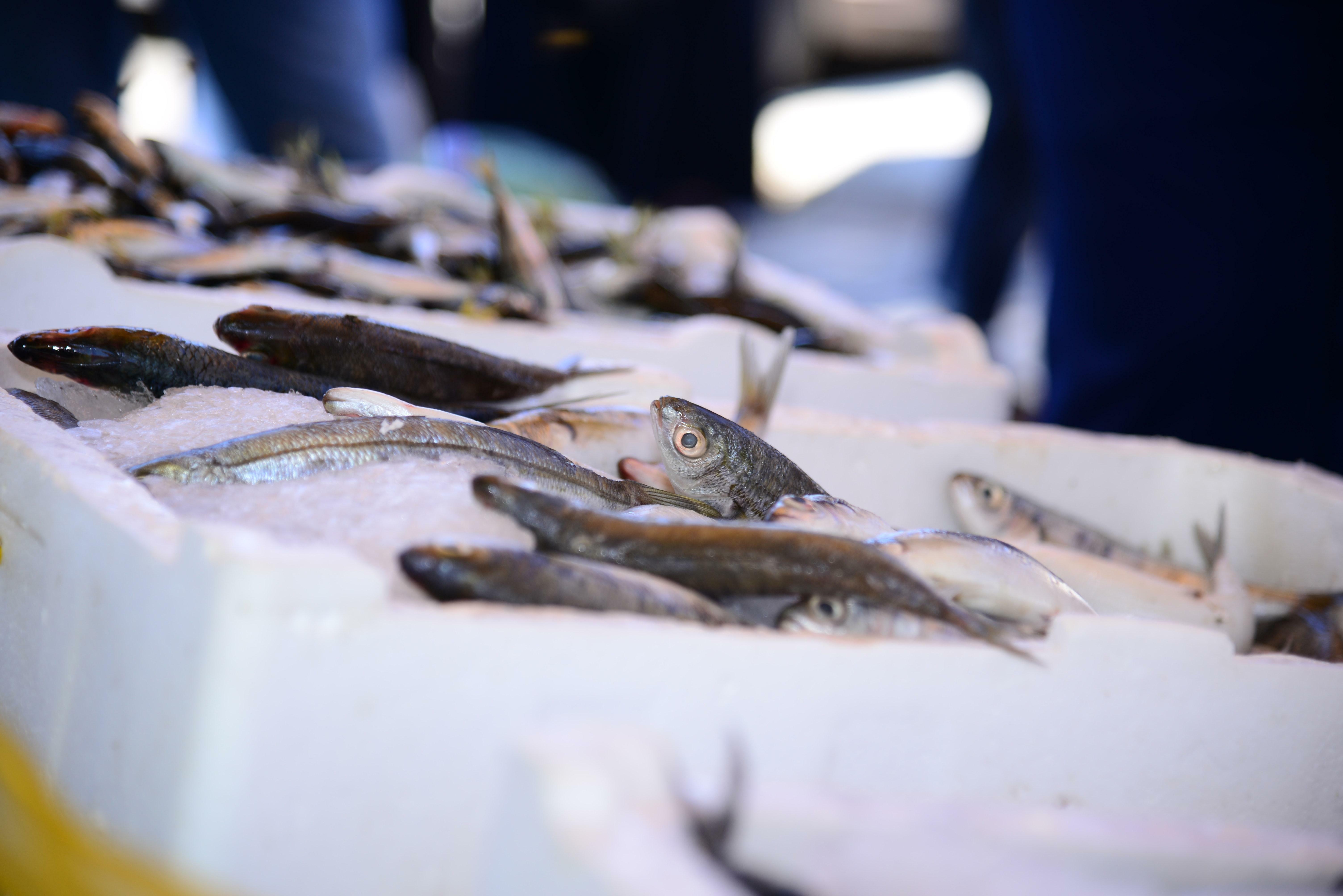 Consumir peixe de água fria ajuda a prevenir Alzheimer, comprova estudo ...