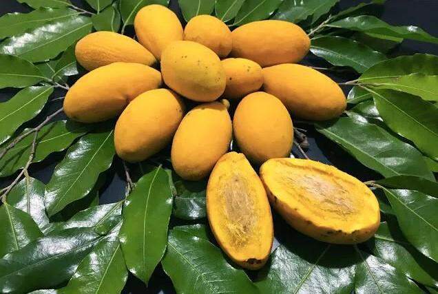 Oiti: o que é, benefícios e como comer | Receita | O Liberal