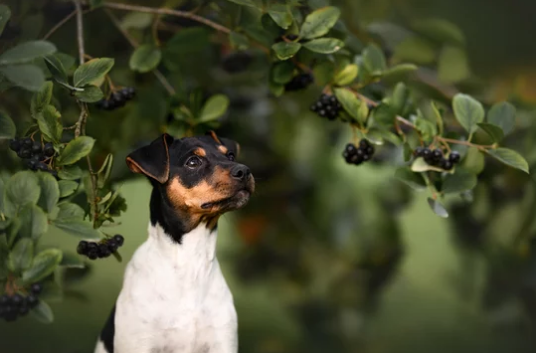 Fox paulistinha (Terrier brasileiro): características, cuidados e ...