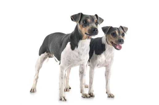 Fox paulistinha (Terrier brasileiro): características, cuidados e ...