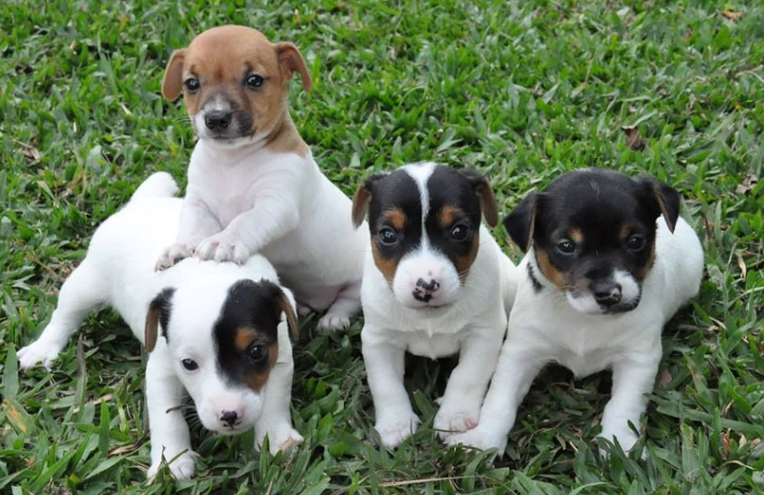Fox paulistinha (Terrier brasileiro): características, cuidados e ...