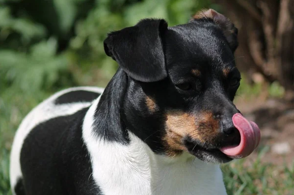 Fox paulistinha (Terrier brasileiro): características, cuidados e ...