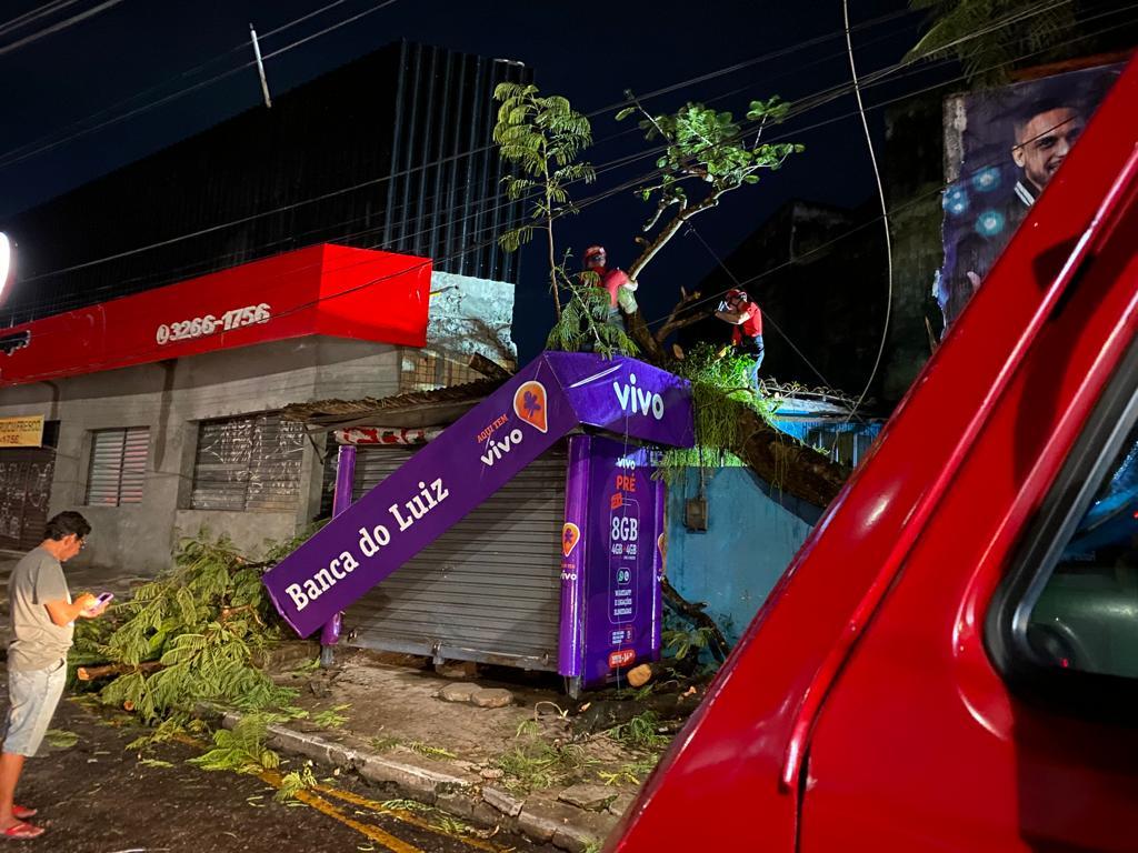 Árvore tomba em Belém durante a chuva deste sábado e atinge banca de ...