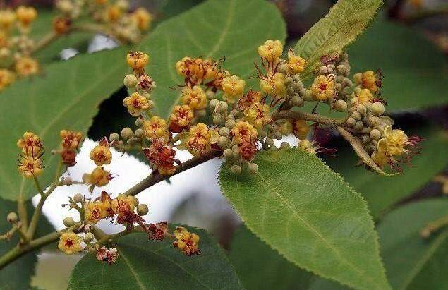 Mutamba: o que é, benefícios e como comer | Receita | O Liberal