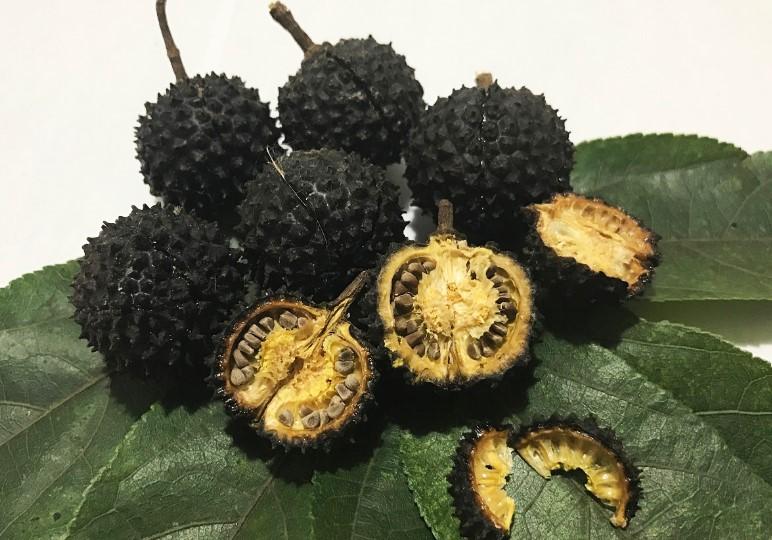 Mutamba: o que é, benefícios e como comer | Receita | O Liberal