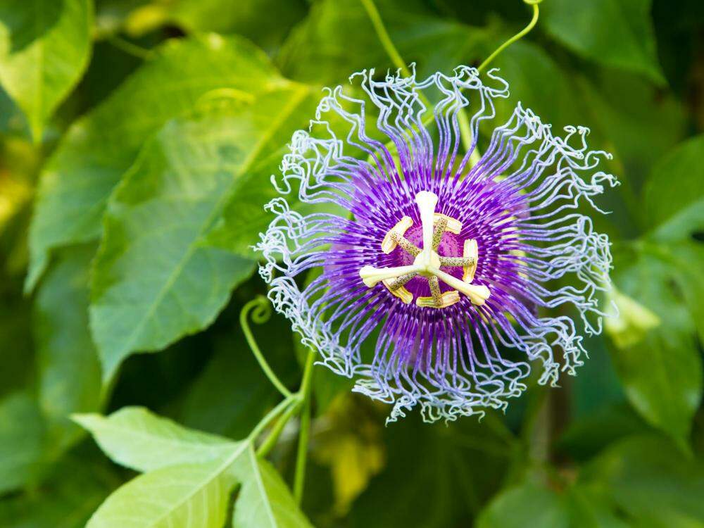 Chá de passiflora: como preparar, é bom pra que e quem não pode tomar ...
