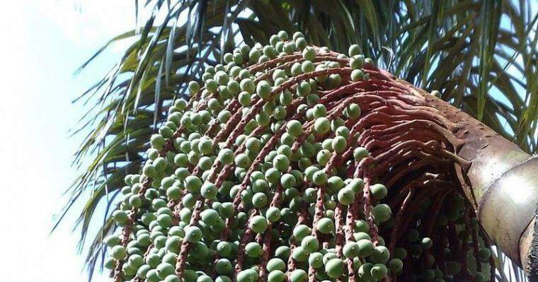 Bacaba: o que é, benefícios e como comer | Receita | O Liberal