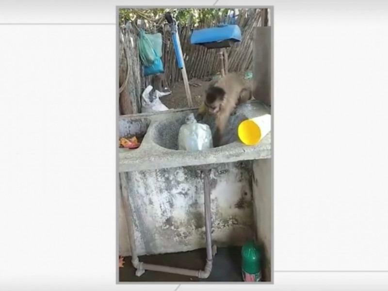 Macaco viraliza ao aparecer 'lavando louça' e 'afiando' faca | Brasil ...