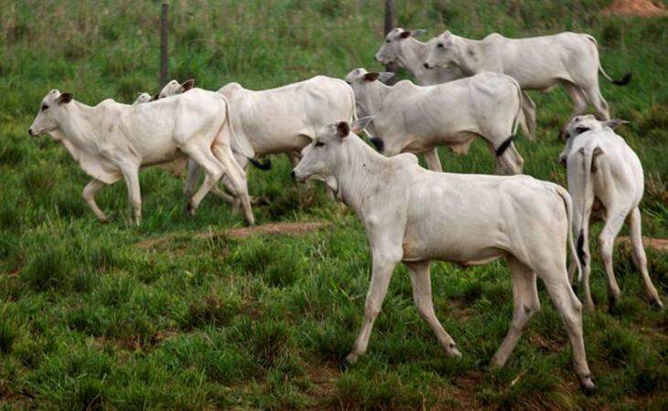 Laboratório do Canadá confirma caso de vaca louca no Pará como atípico ...