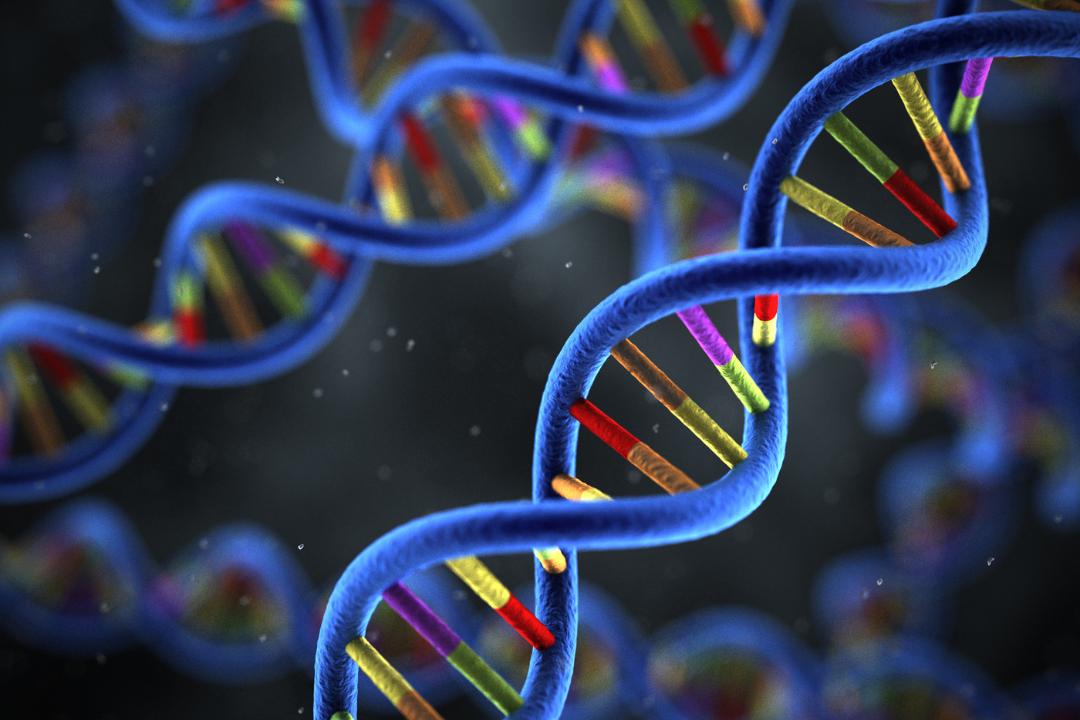 Quimerismo: o que é, quais os tipos e qual o tratamento para essa ...