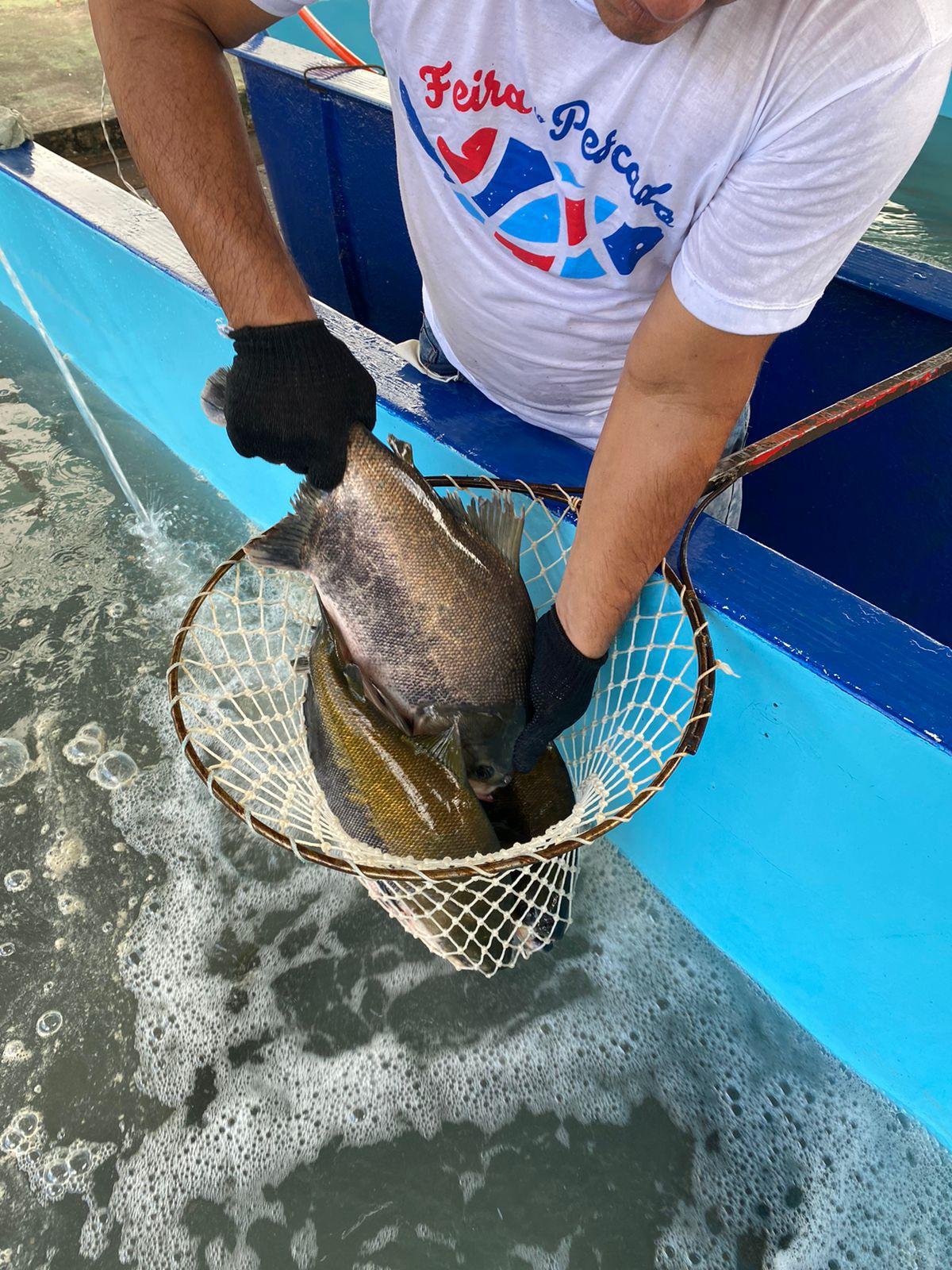 Castanhal realiza a 25ª Feira do Peixe Vivo | Pará | O Liberal