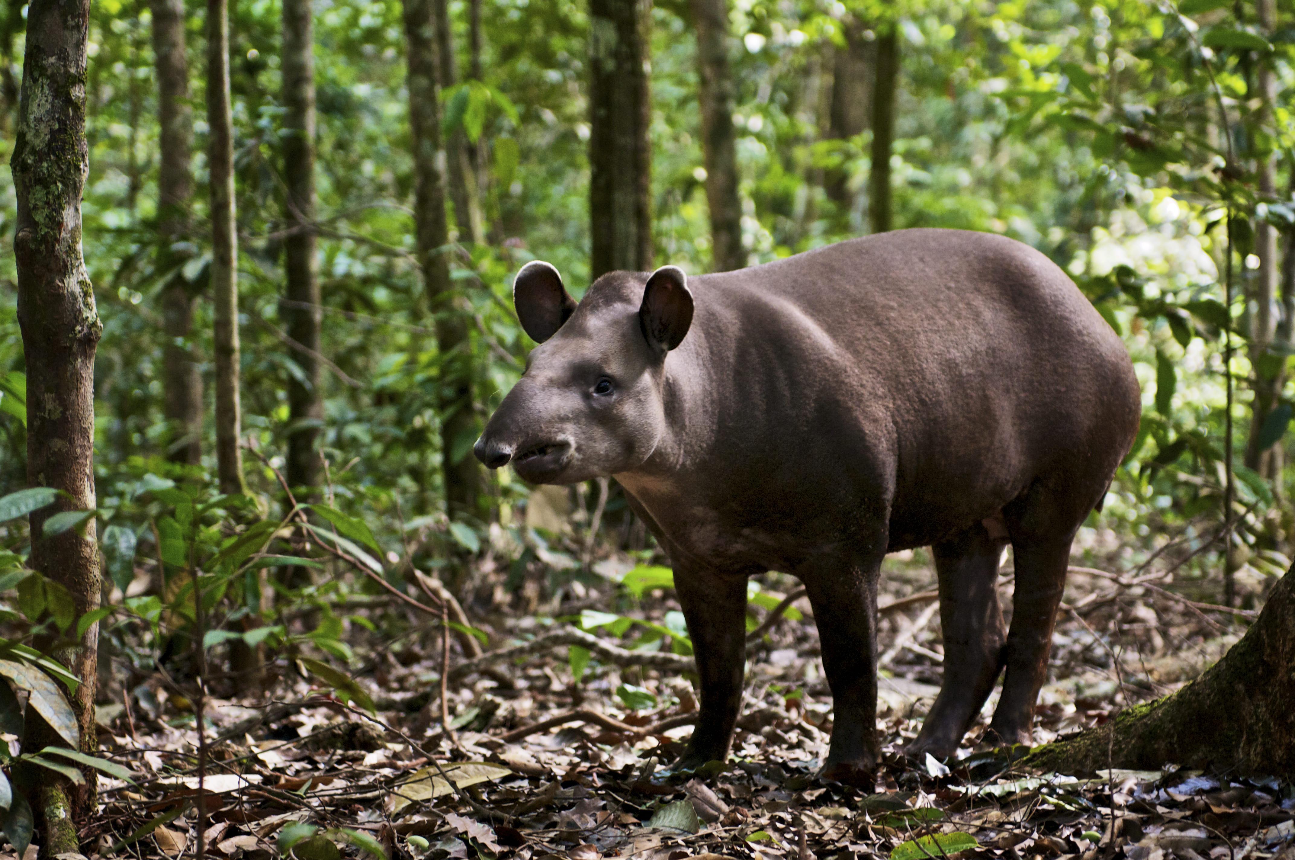 ‘Jardineiras da floresta’: conheça mais sobre as antas, espécie em ...