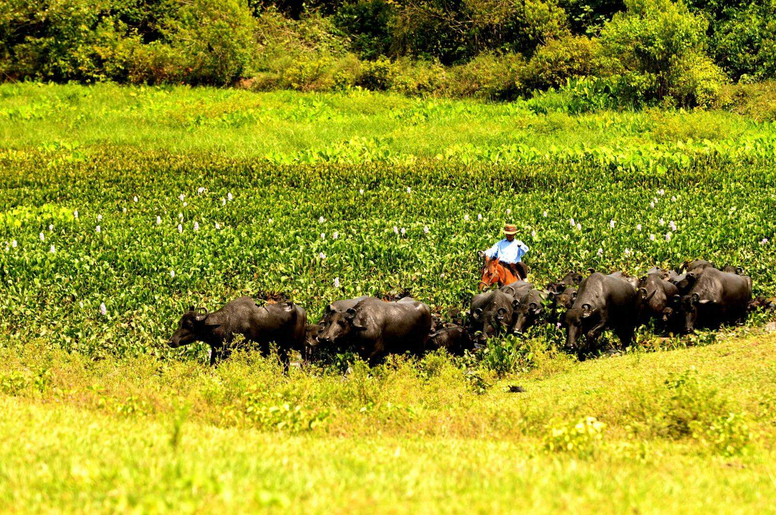 Embrapa celebra 50 anos promovendo uma 'revolução' na ciência da ...