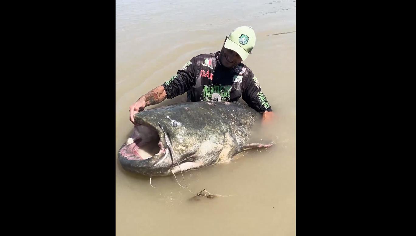 Pescador captura bagre gigante e bate recorde mundial; vídeo | Mundo ...