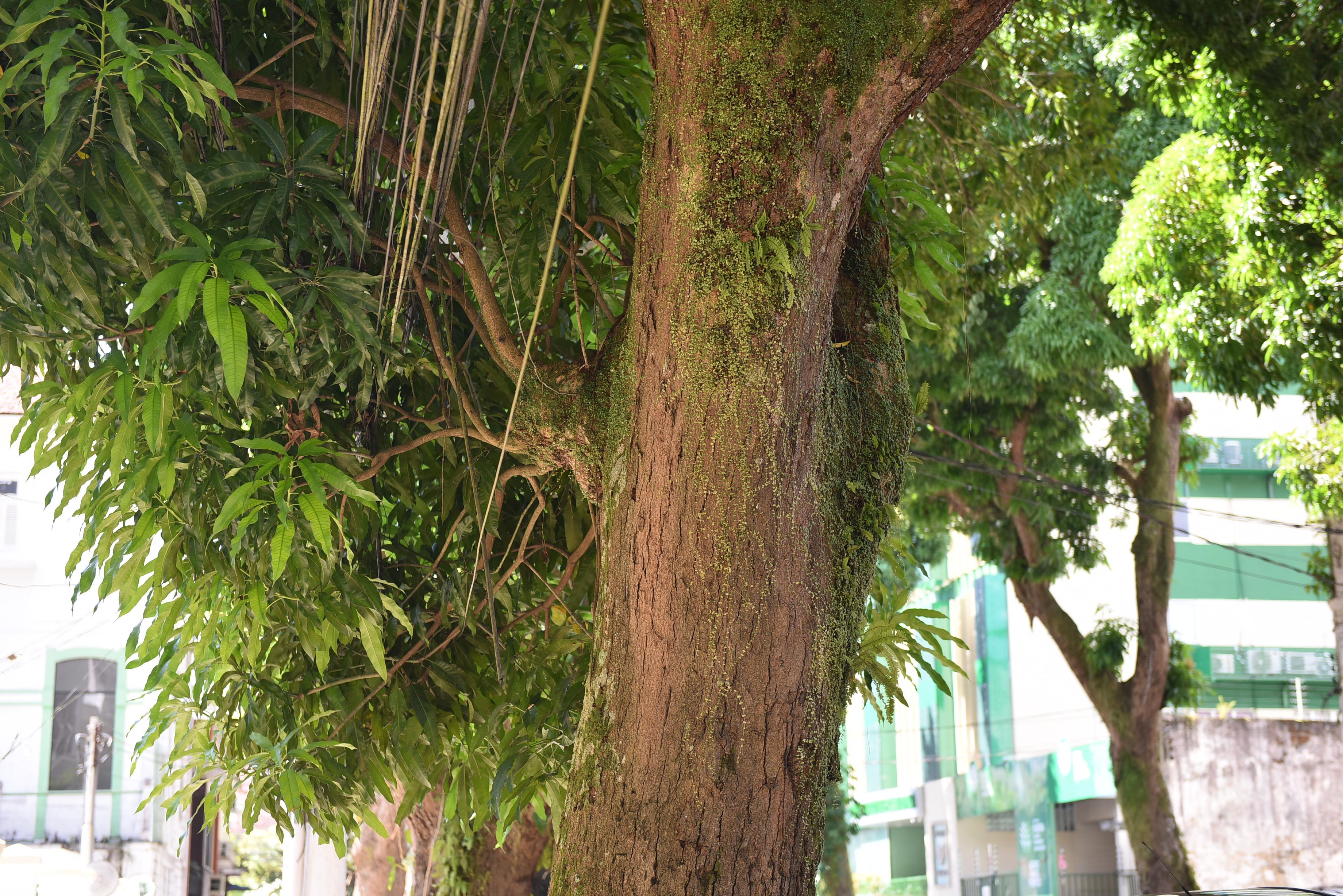 Queda de árvores: conflito entre arborização e paisagismo no centro de ...