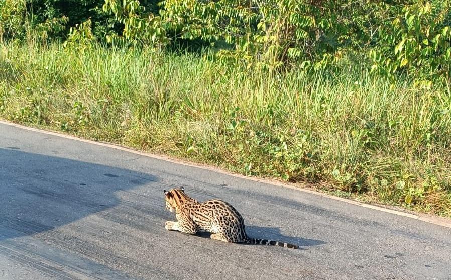 Onça-pintada é resgatada circulando em estrada em Irituia, nordeste do ...