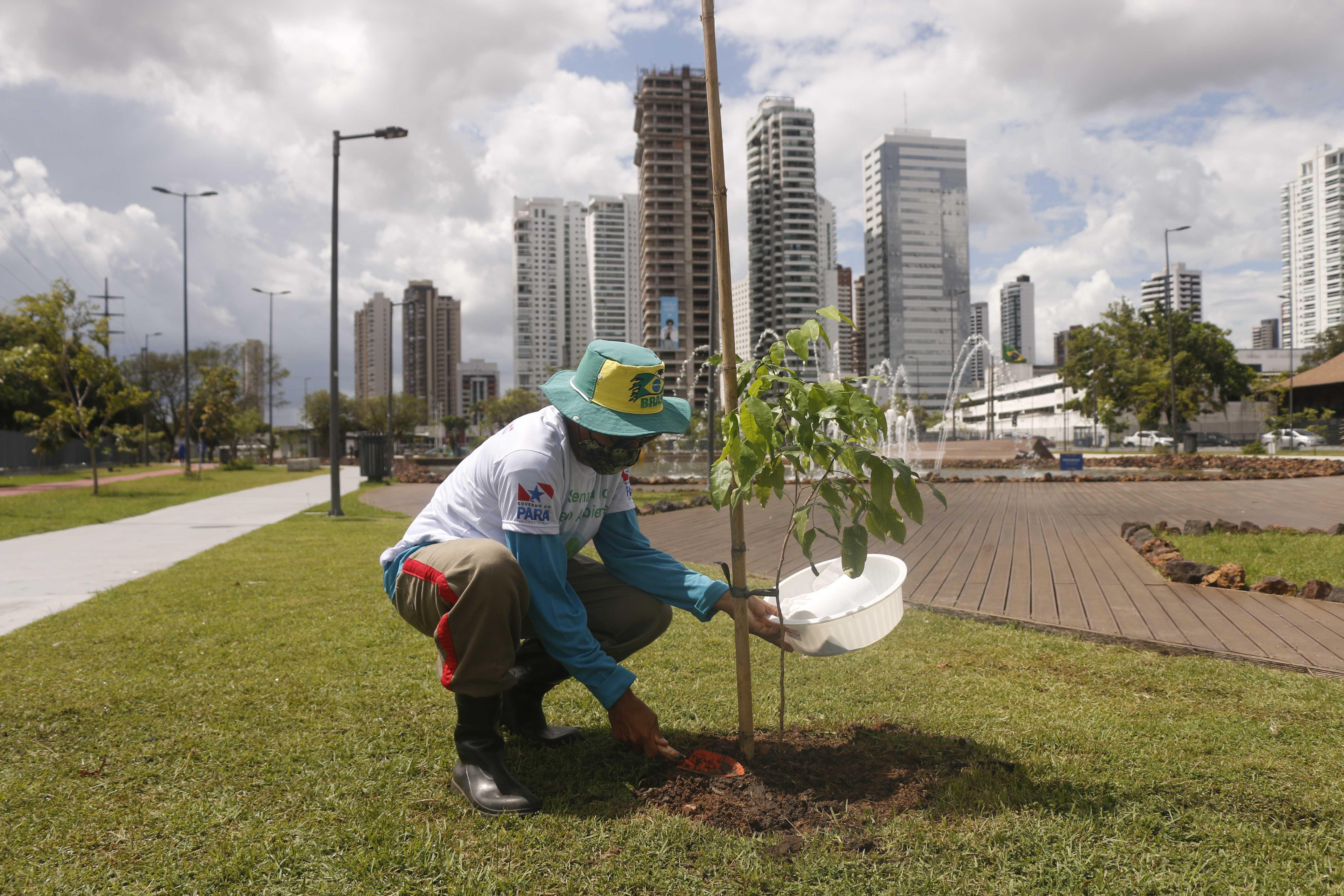 Arborização do futuro: Belém busca estratégias para ampliar cobertura ...