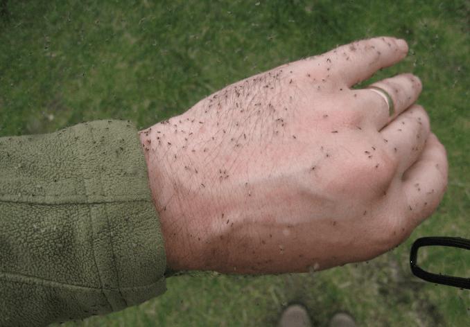 Maruim: Cidade brasileira decreta situação de emergência por infestação ...