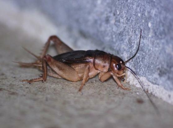 Grilo em casa? Saiba como se livrar e evitar esses insetos naturalmente ...