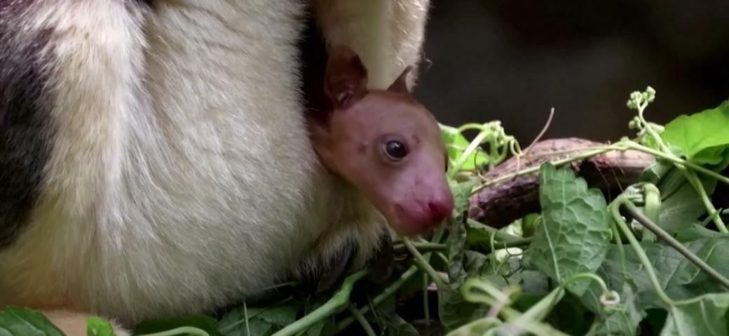 Raro filhote de canguru-arborícola é apresentado no Zoológico de Nova ...
