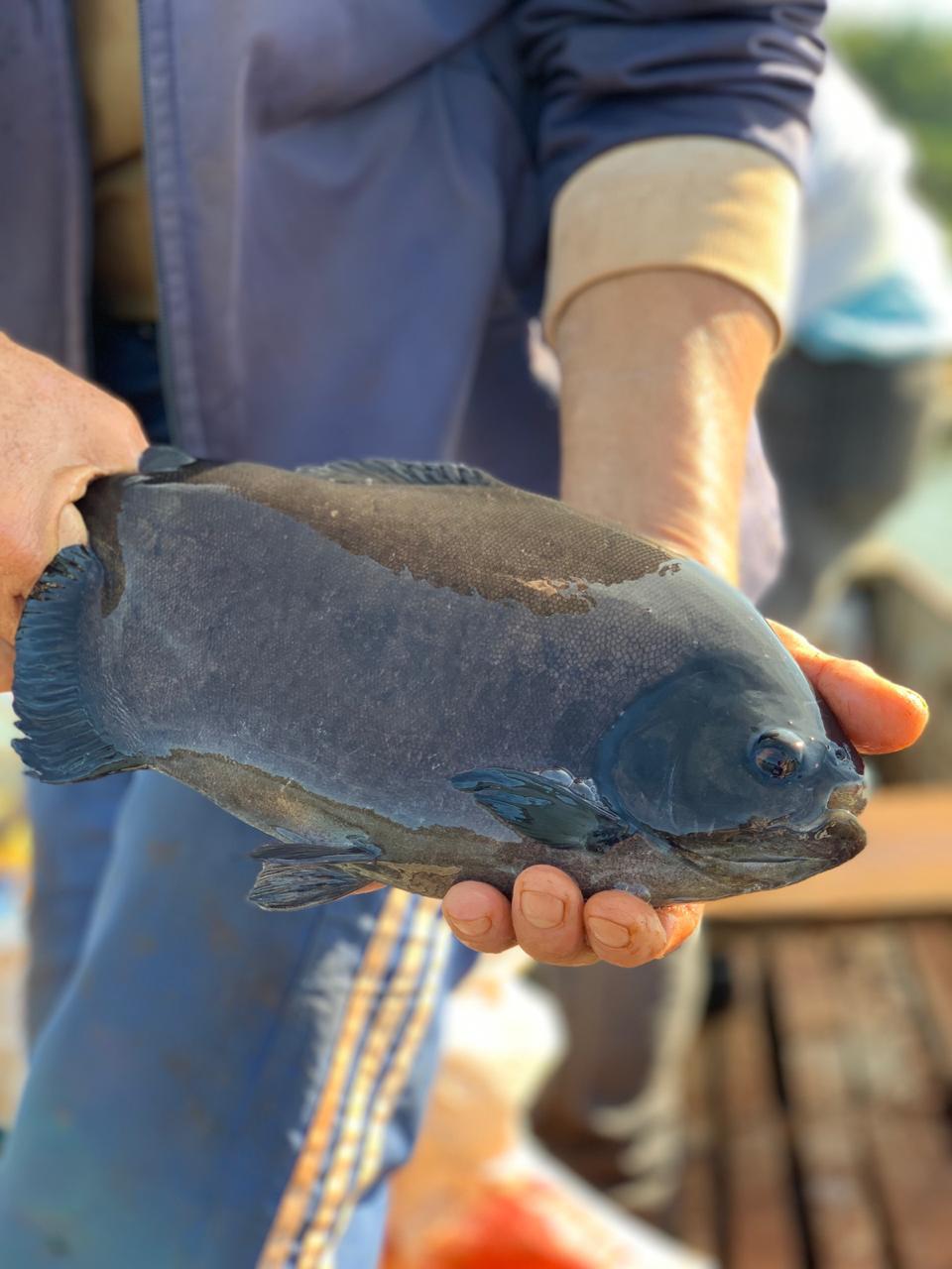 Tambaqui: muito além da gastronomia, peixe é objeto de pesquisa ...