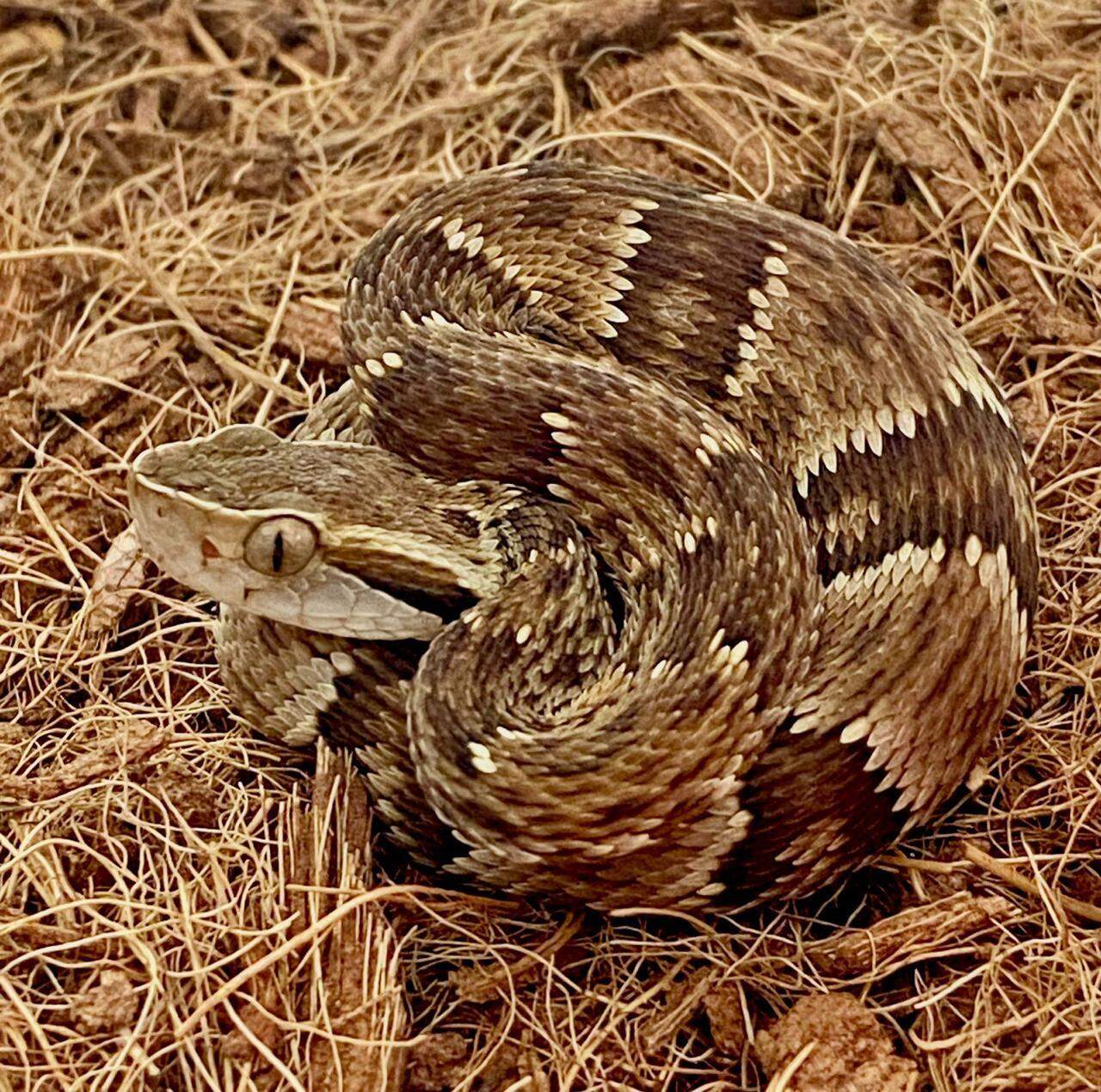 Filhote de jararaca-do-sertão pode ser visitado no Centro Amazônico de ...