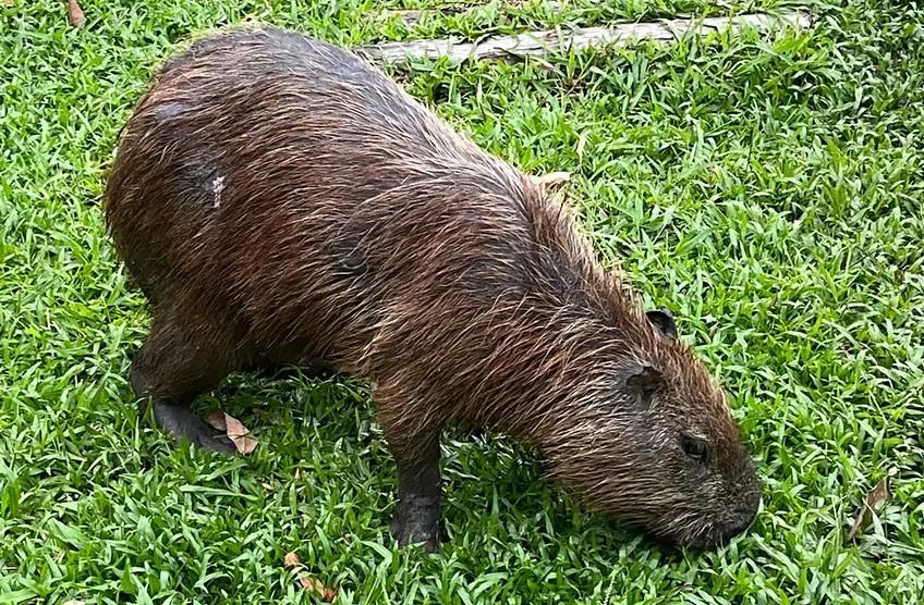 Tem capivara em Belém? Animal aparece e vira novo morador do Mangal das ...