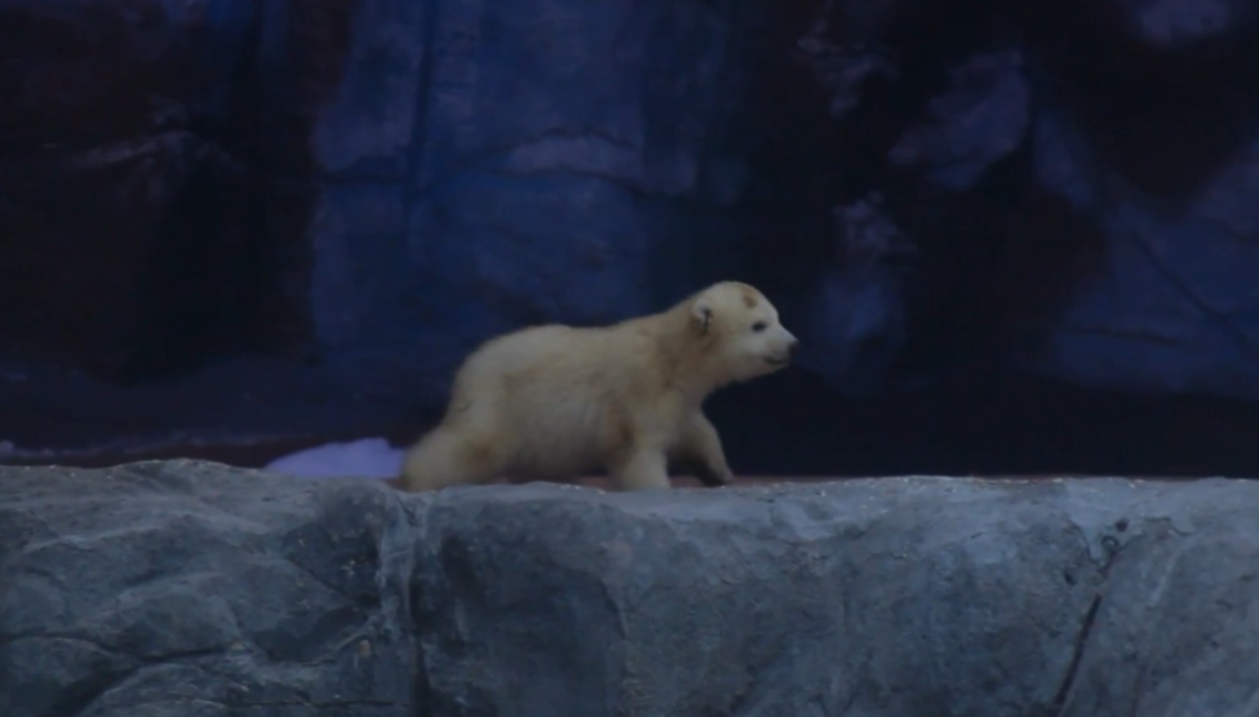 Ursa Polar Gravida Vídeo: São Paulo Abriga O 1º Urso Polar A Nascer