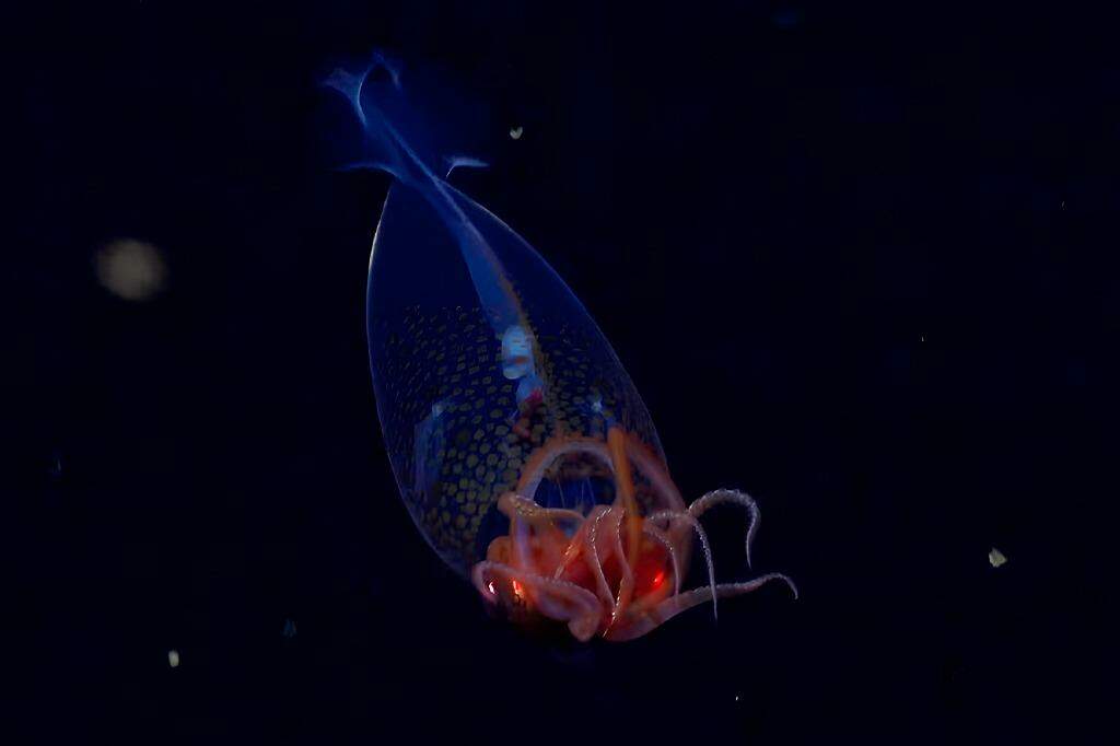 Lula colossal que pode chegar a pesar 500 quilos é vista em habitat ...